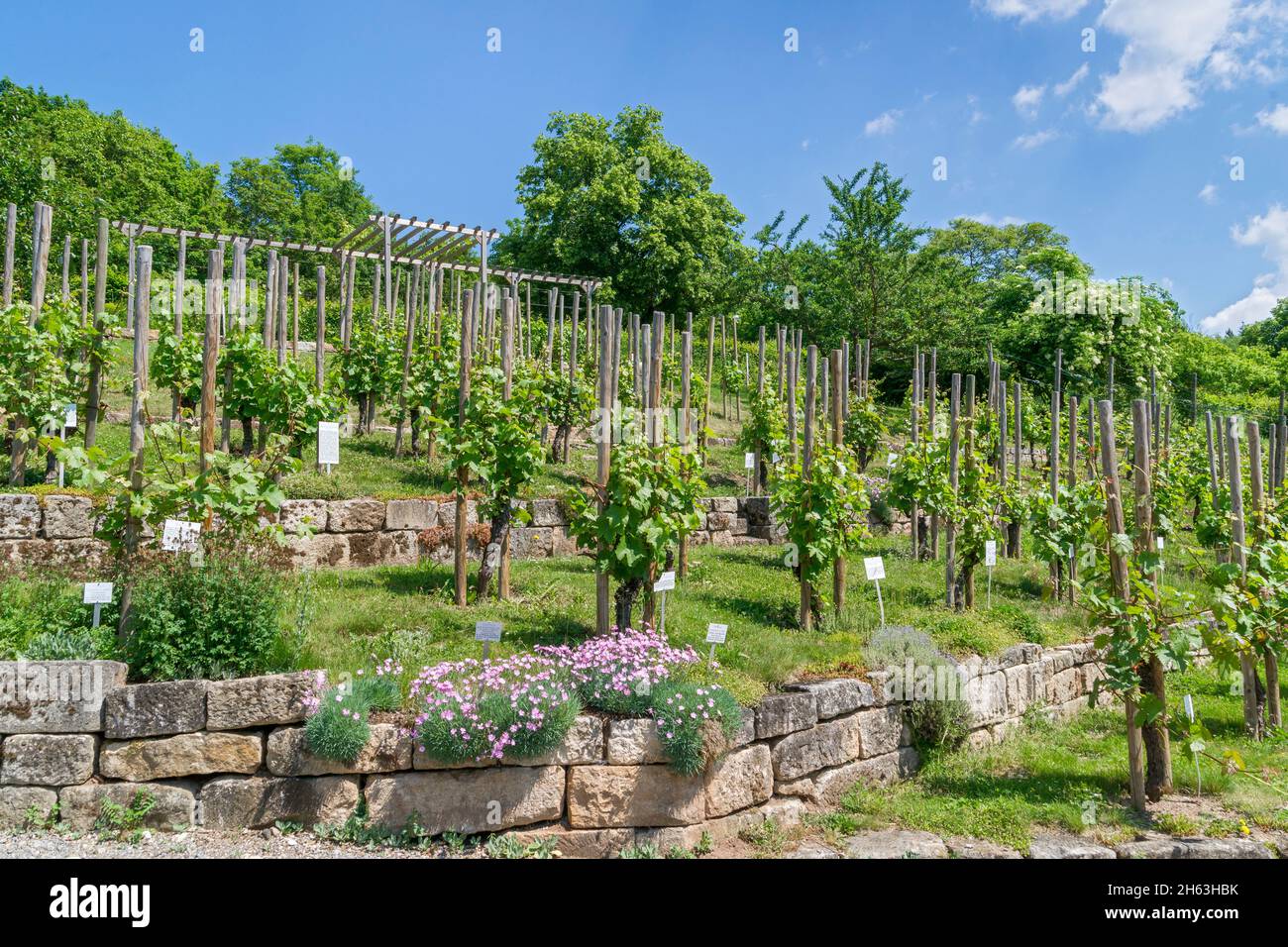Grape varieties hi-res stock photography and images - Alamy