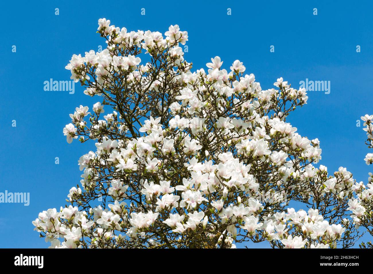 Yulanmagnolie Magnolia Denudata Wei Yulan Magnolia Denudata Hi Res