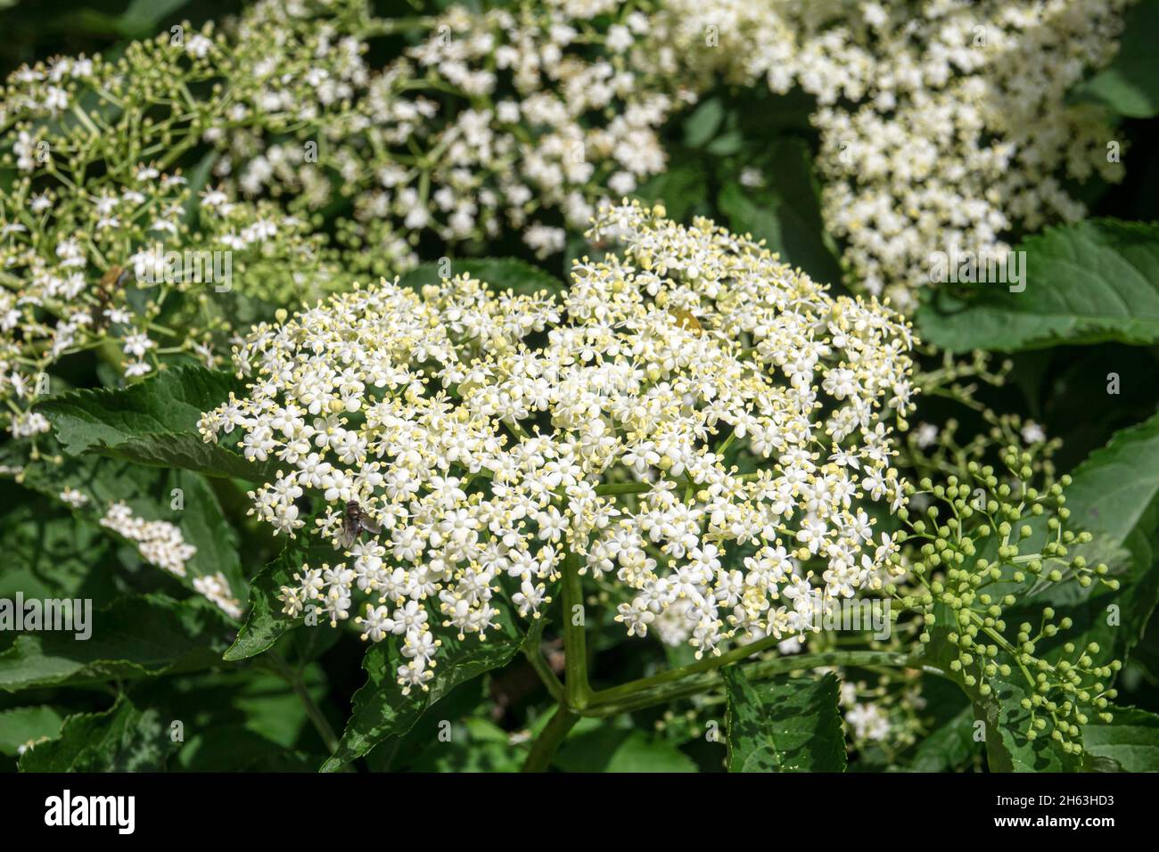 black elder,holder bush,holder flowers Stock Photo - Alamy