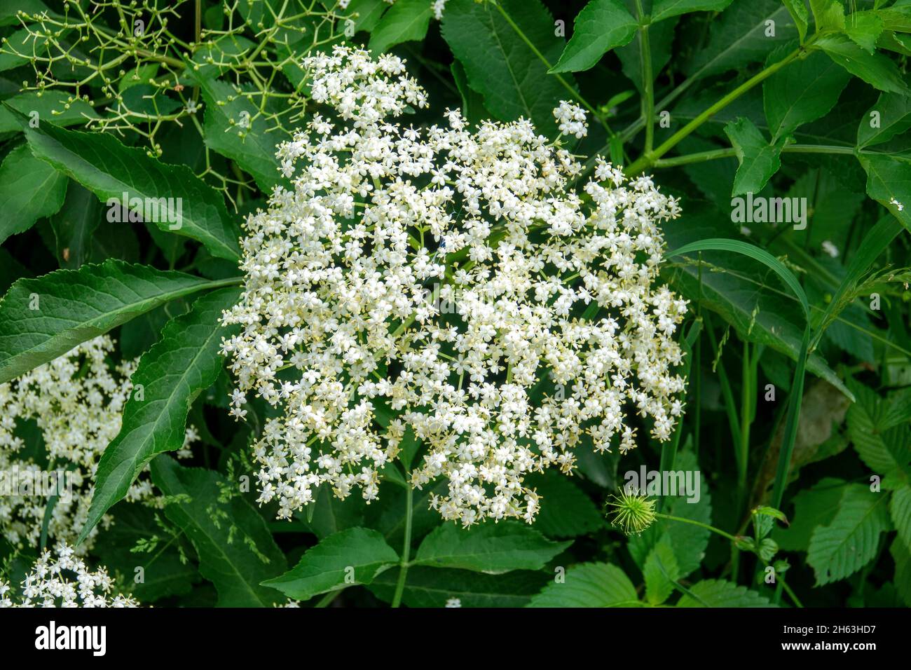 black elder,holder bush,holder flowers Stock Photo - Alamy