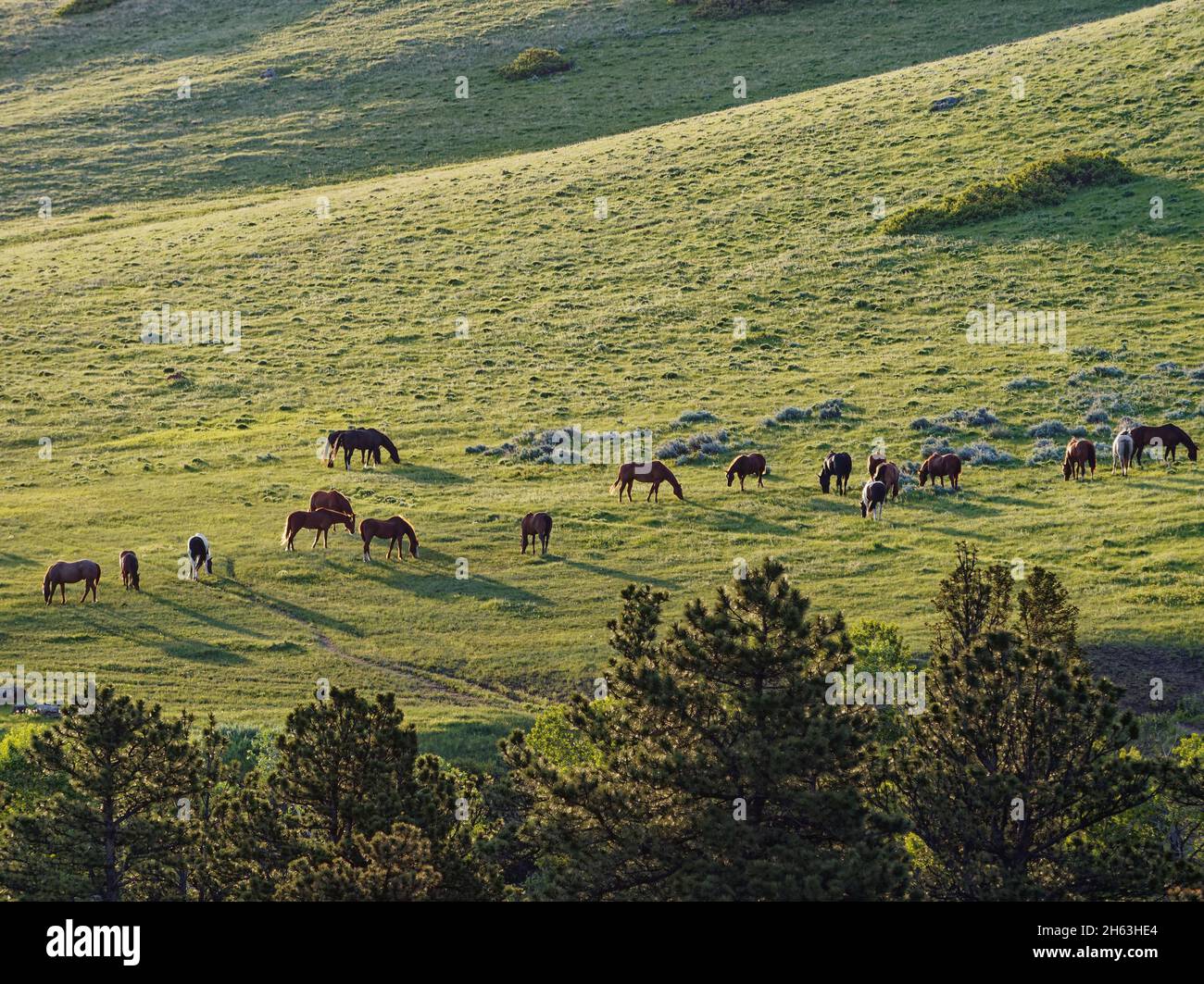 american west,dude ranch,horses grazing on hillside,usa,wyoming ...