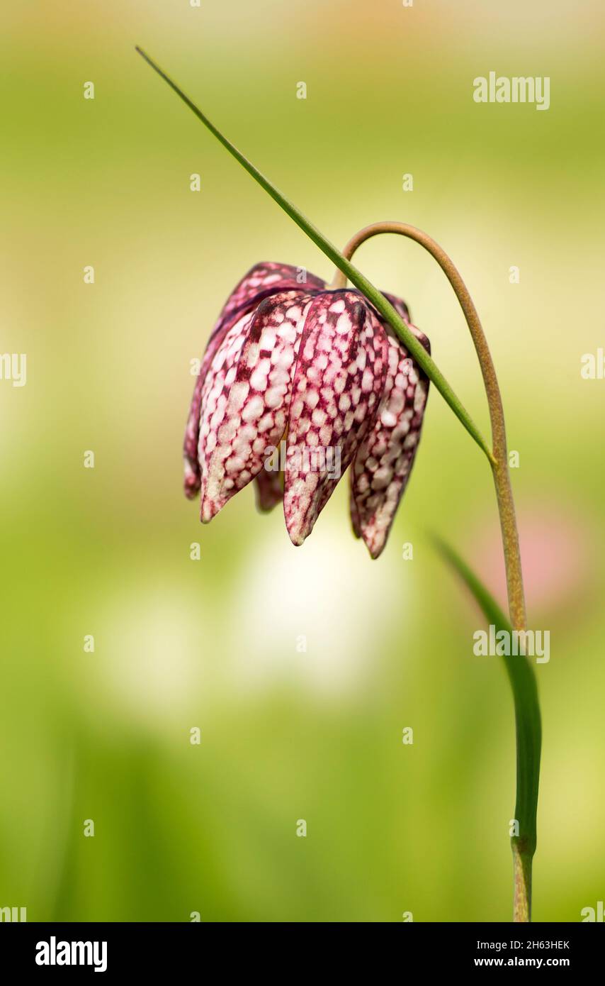germany,baden-wuerttemberg,fritillaria meleagris,the chess flower,is ...