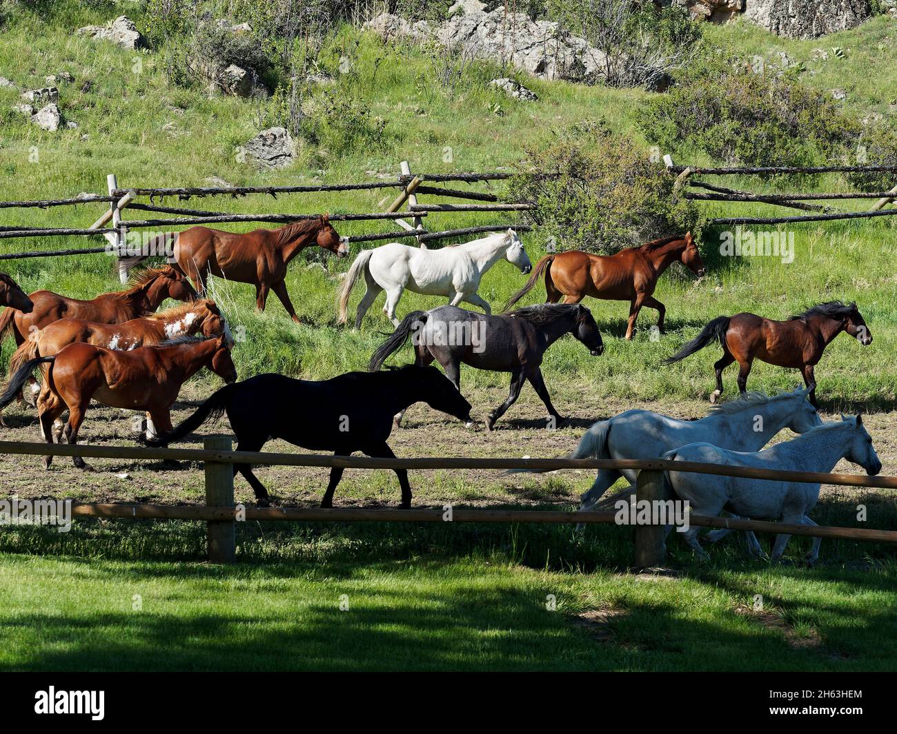 Running horses hi-res stock photography and images - Alamy