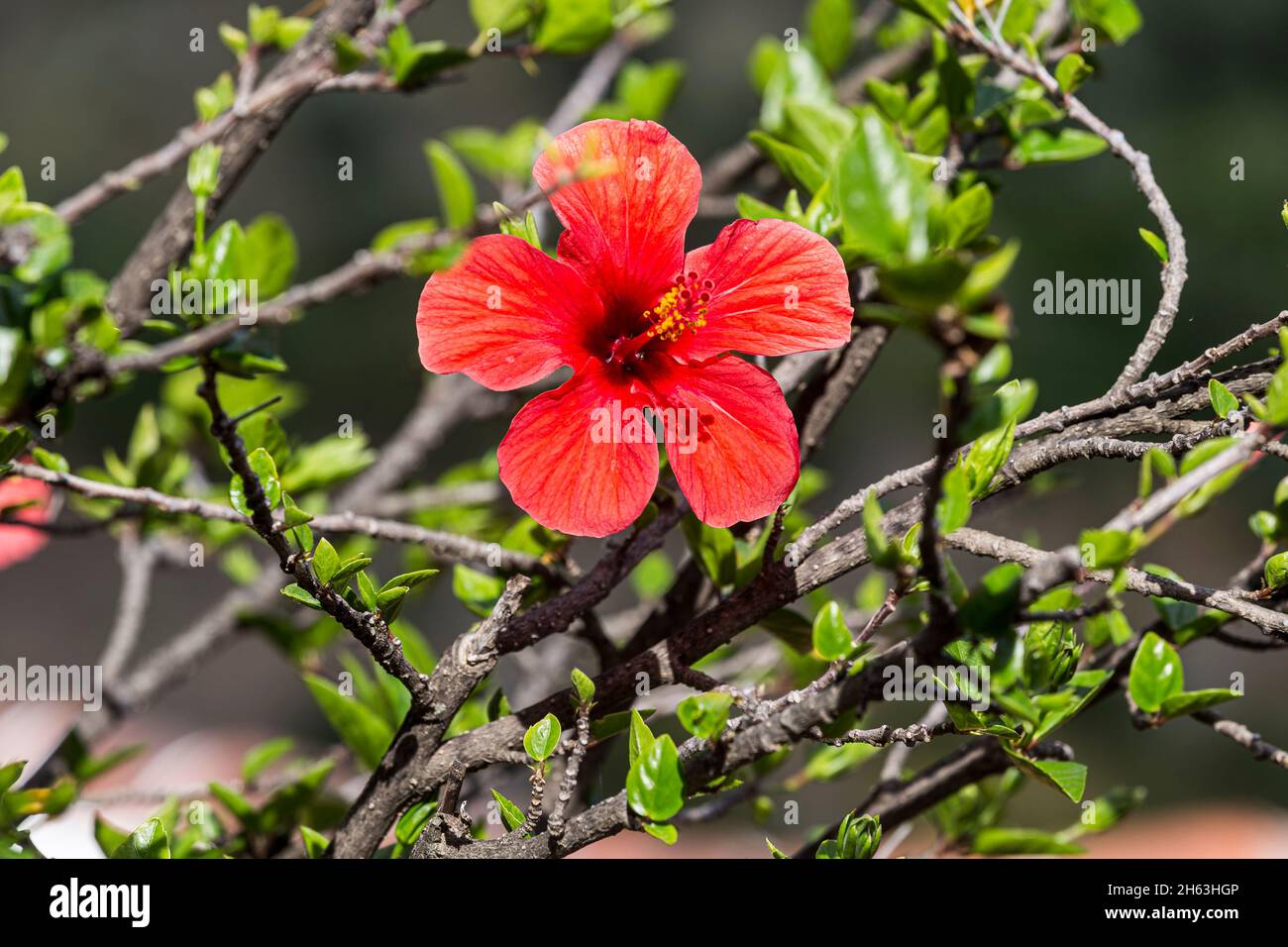 red flower in andalusia,spain Stock Photo - Alamy