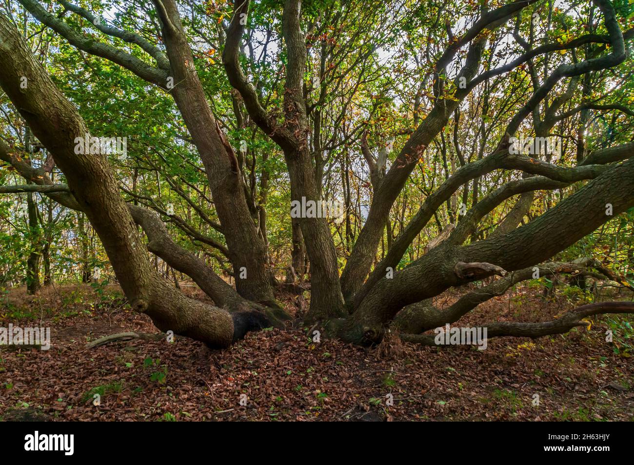 Ancient multi-stemmed coppiced oak tree (Quercus robur), in bright ...