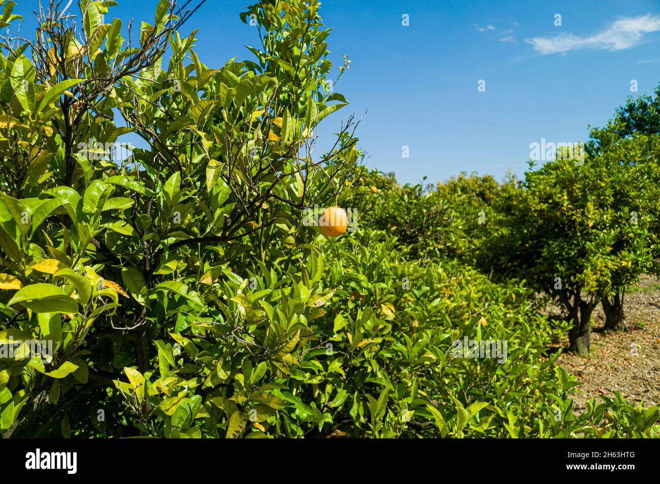 Ugli fruit plant hi-res stock photography and images - Alamy
