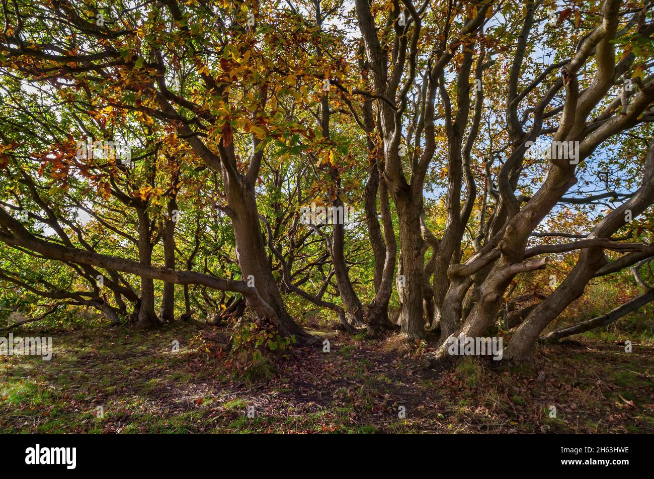 Ancient multi-stemmed coppiced oak trees (Quercus robur), in bright ...