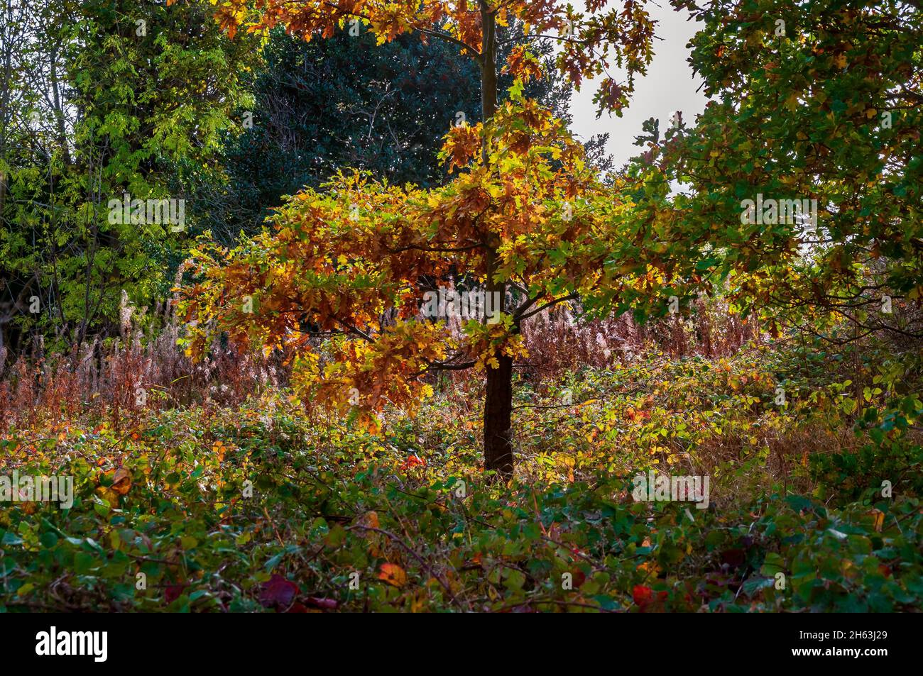 Small oak tree (Quercus robur), in bright autumn sunshine in Wincobank ...