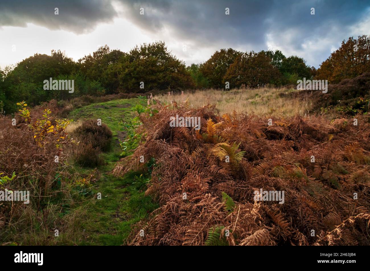The heavily-overgrown earth ramparts and ditch system at the Iron Age ...