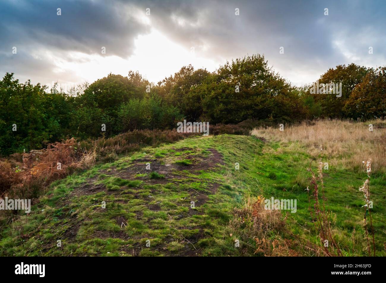 The heavily-overgrown earth ramparts and ditch system at the Iron Age ...