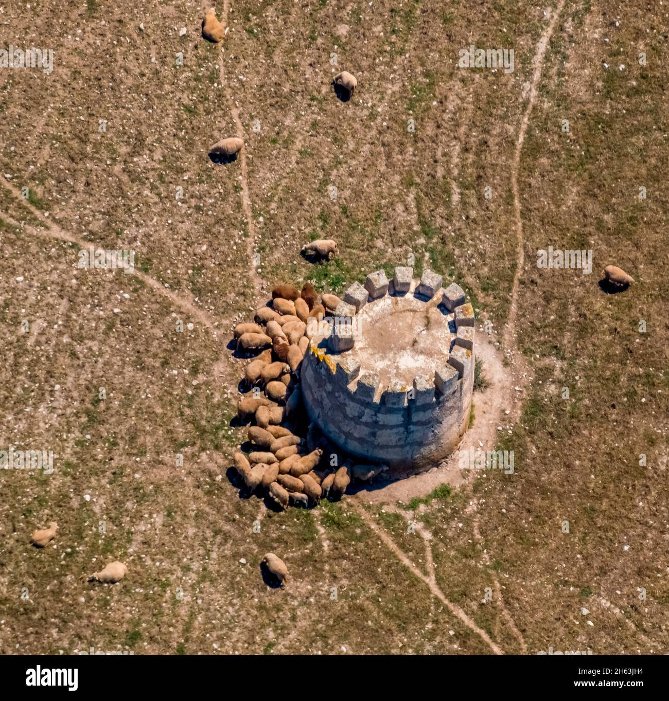 aerial view,sheep on tower,capdepera,europe,mallorca,balearic islands ...