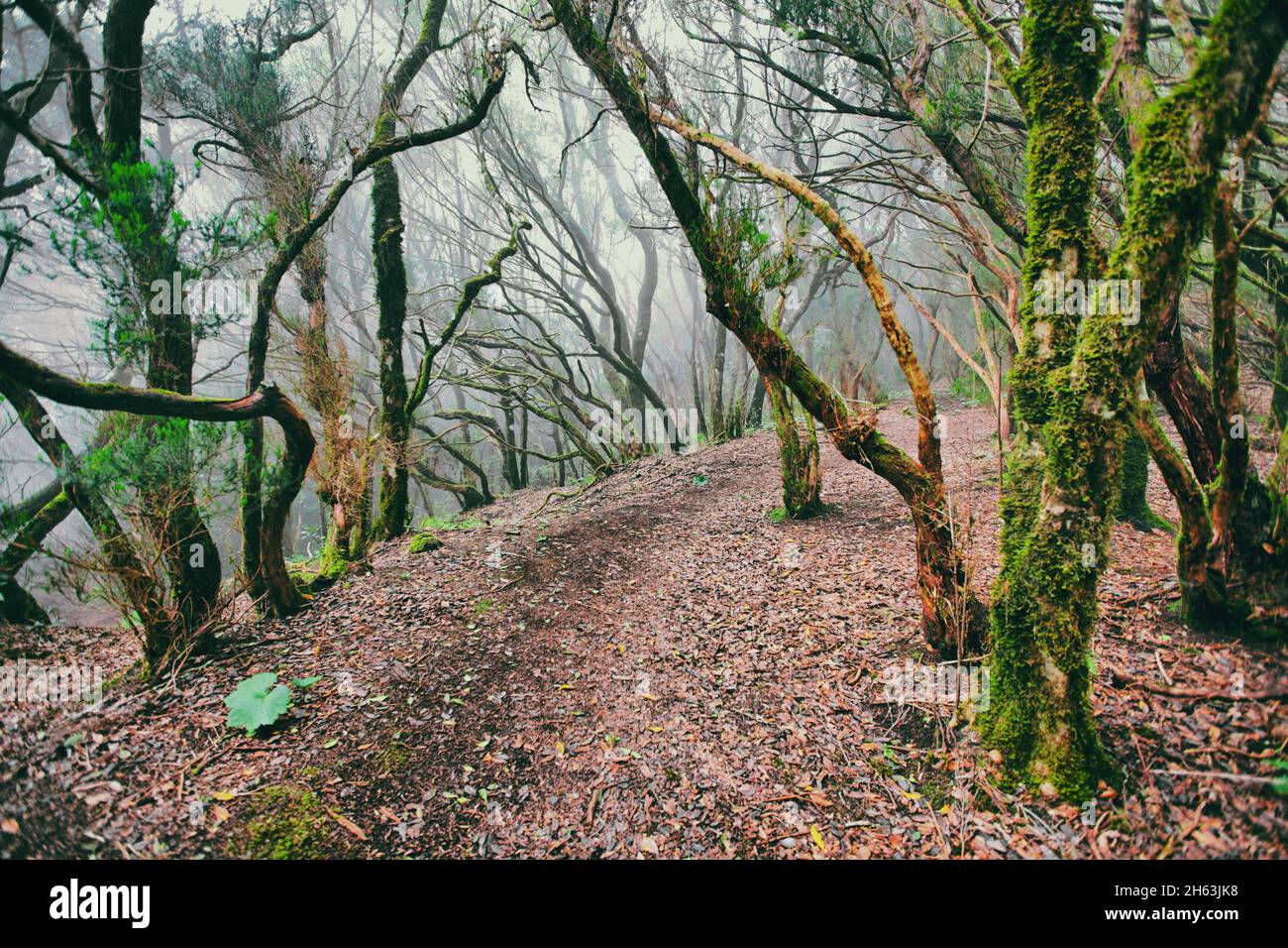Mysterious Ancient forest background with fog and lush moss on trees ...
