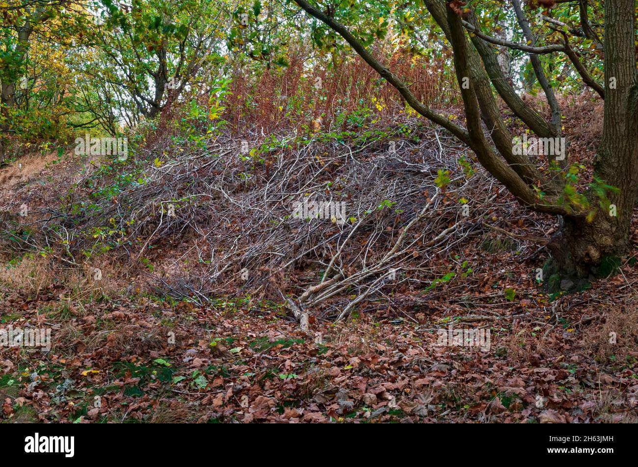 The heavily-overgrown earth ramparts and ditch system at the Iron Age ...