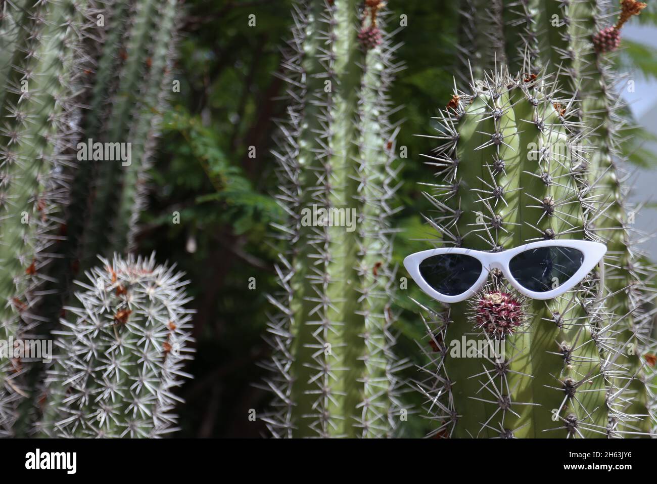Fun big cactus with nose and the sunglasses. Closeup. Selective focus ...