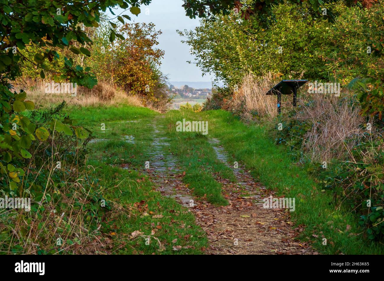 The heavily-overgrown earth ramparts and ditch system at the Iron Age ...