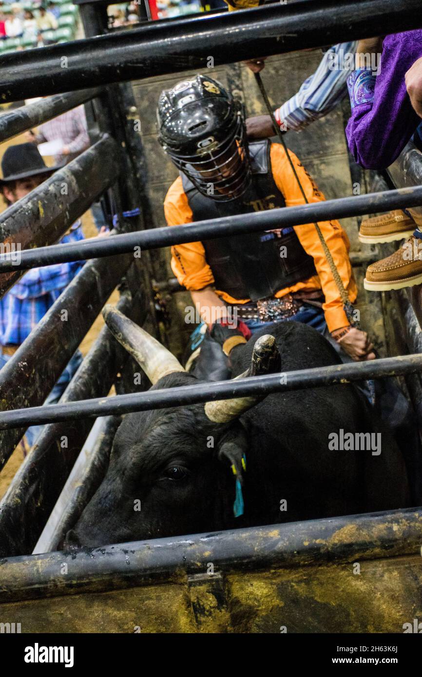 Bull riding chute hi-res stock photography and images - Alamy