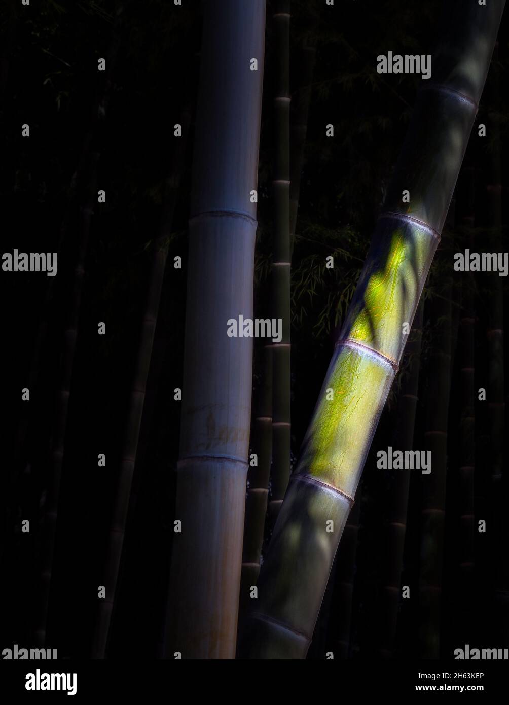 The shade of bamboo trees in a garden at Hiroshima, Japan Stock Photo ...