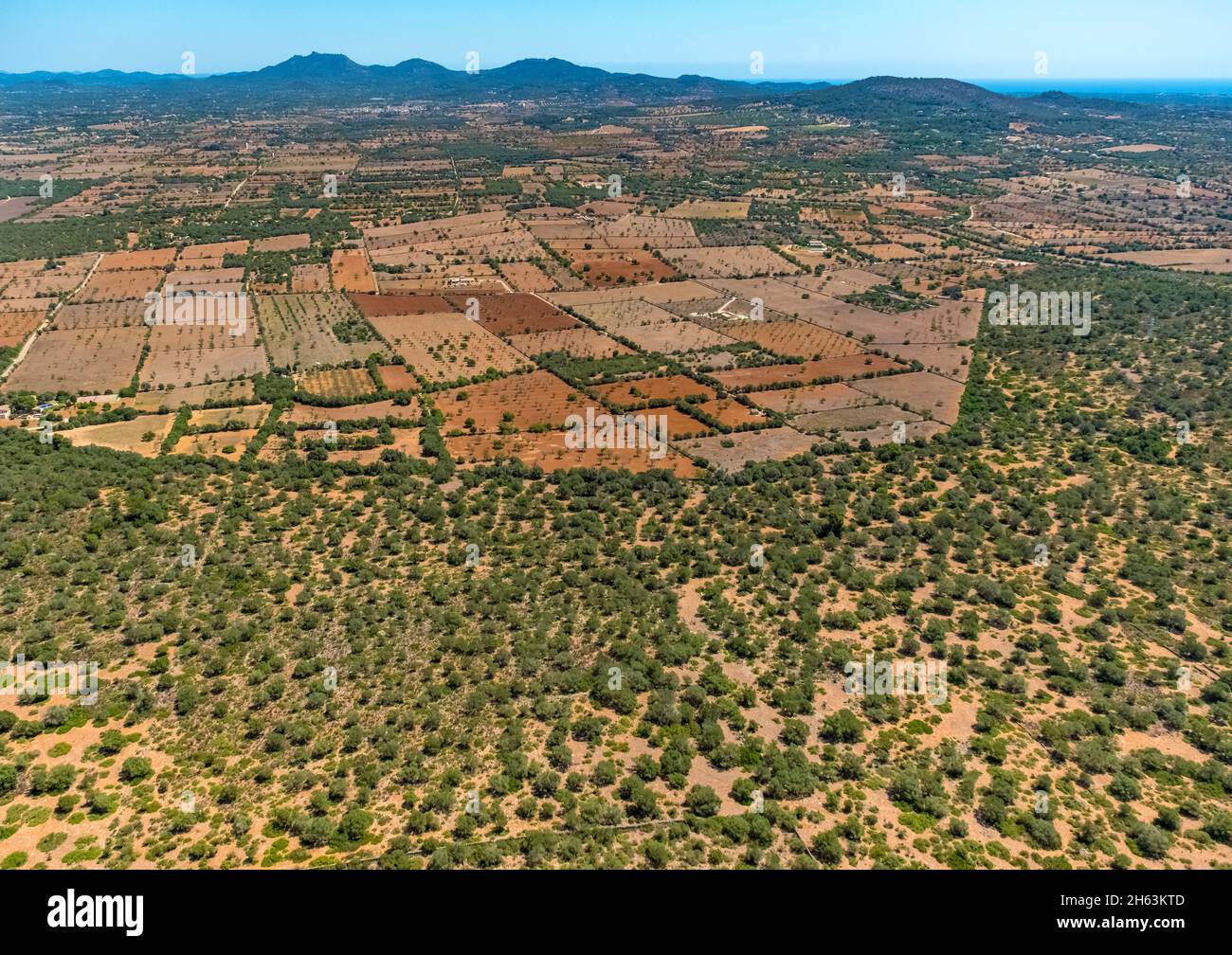 aerial view,agricultural fields with trees,campos,mallorca,balearic ...