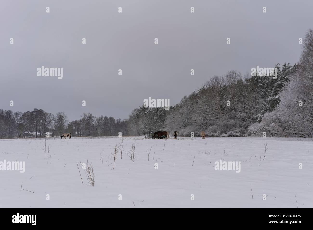 horses on paddock in the morning in winter while eating Stock Photo - Alamy