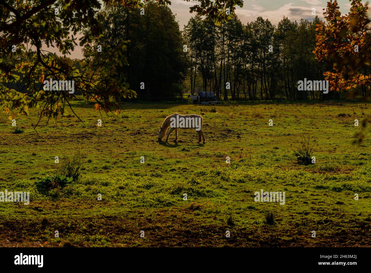 Horse in paddock grazing hi-res stock photography and images - Alamy