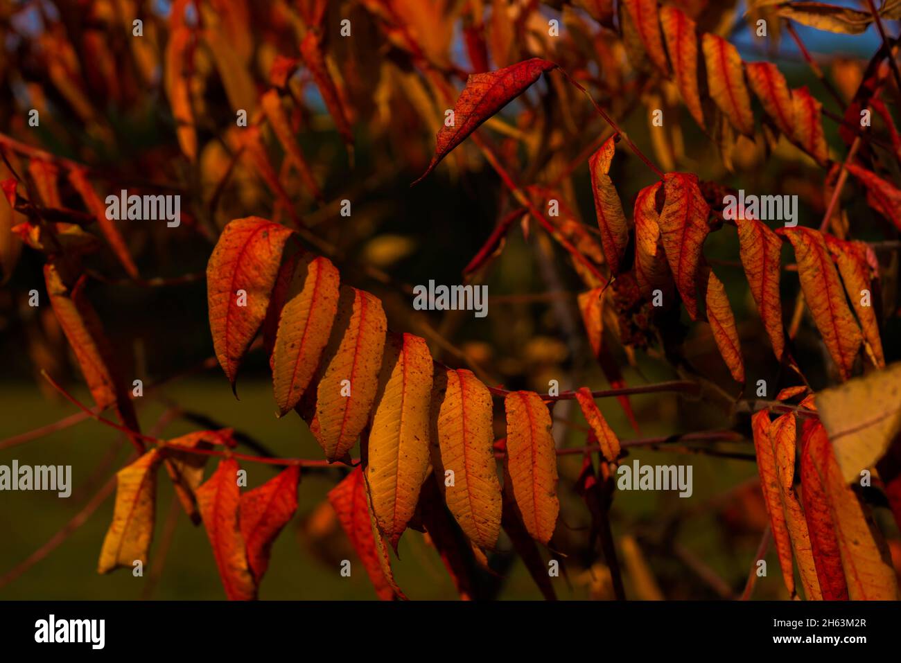 Sunny colors hi-res stock photography and images - Alamy