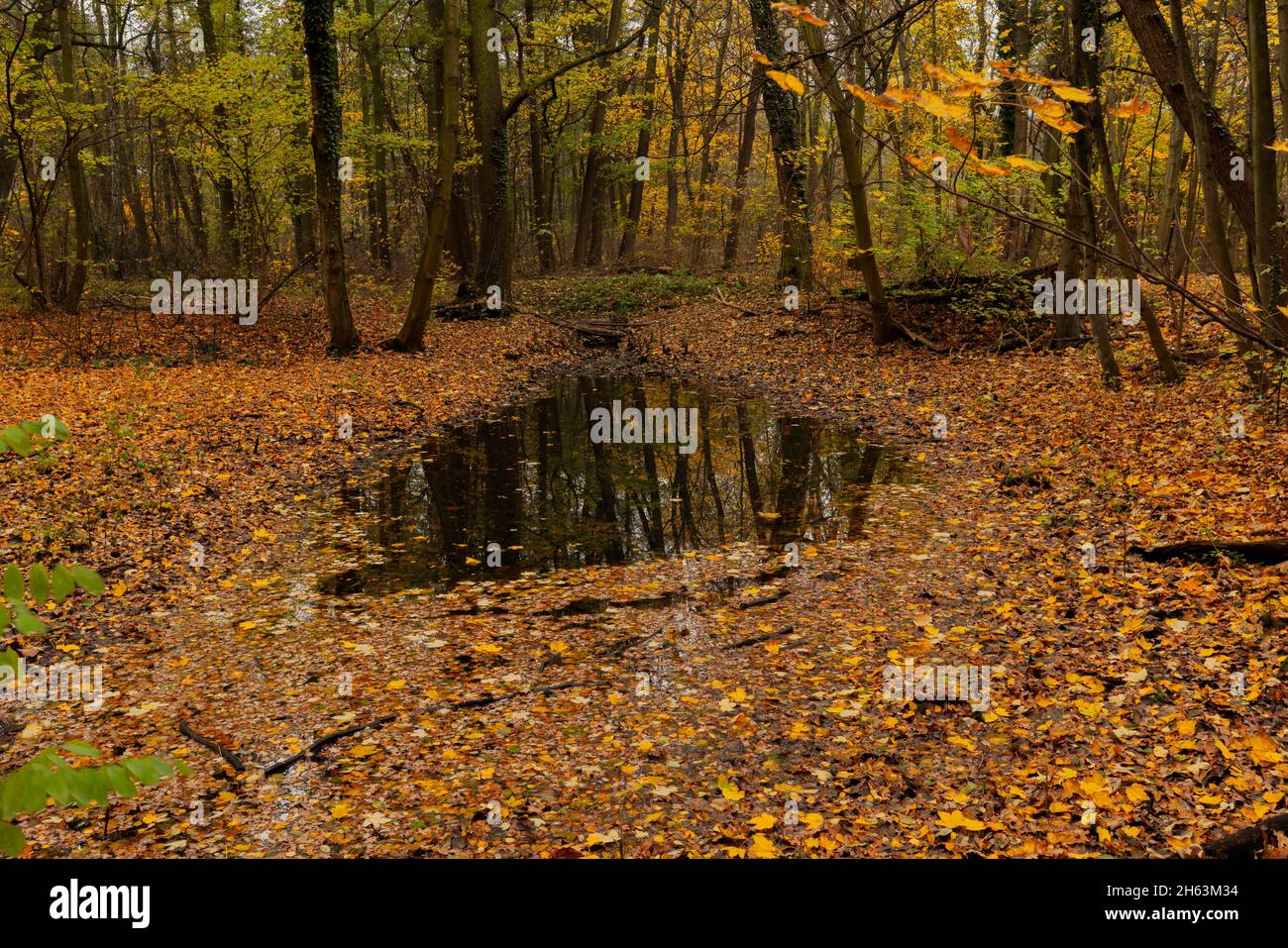 small river arm in autumn in the forest in germany,autumn colours Stock ...