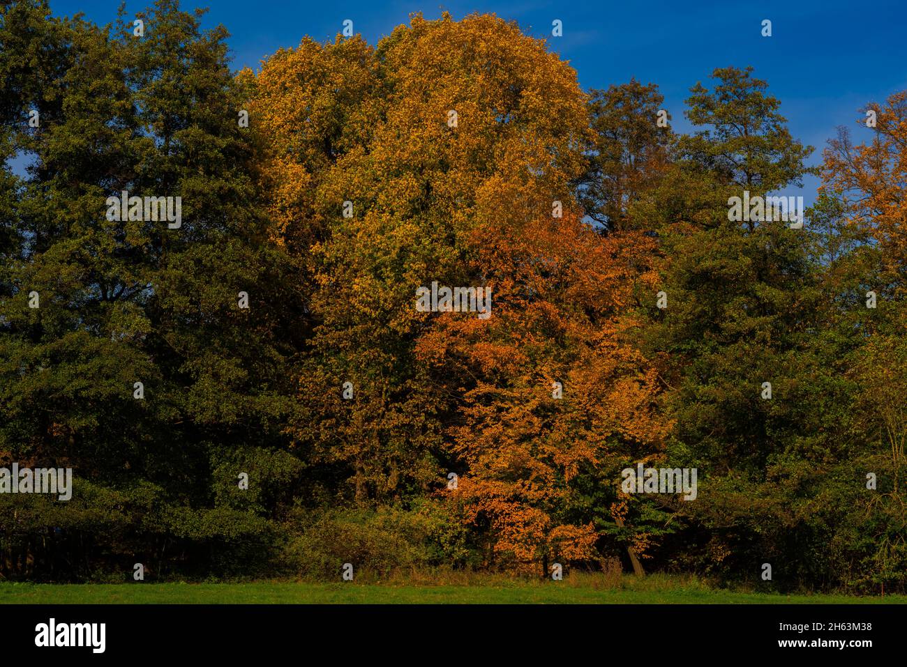 Discolored leaves on a large deciduous tree tree in autumn hi-res stock ...