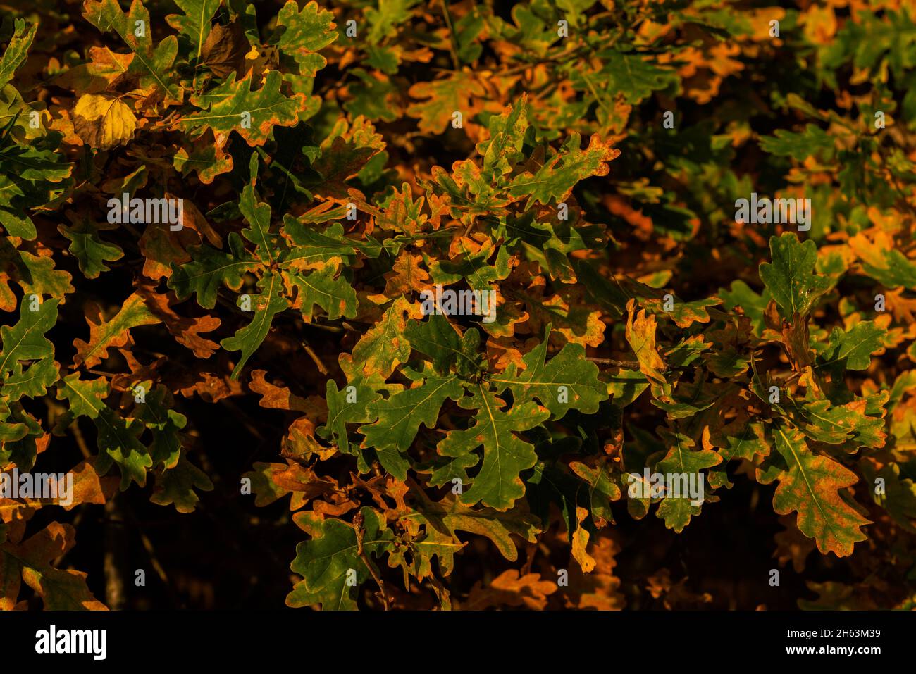 Discolored leaves in autumn on an oak tree hi-res stock photography and ...