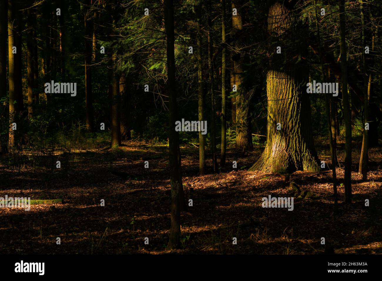 large oak tree in a mixed forest,tree trunk is illuminated by the sun ...