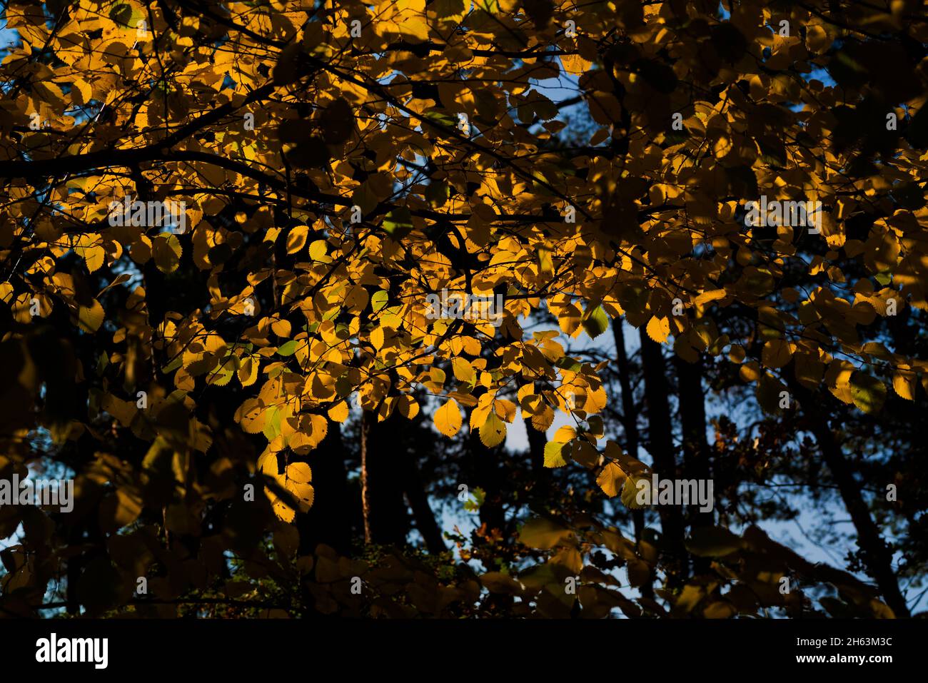 The first leaves in the forest are colored colorful hi-res stock ...