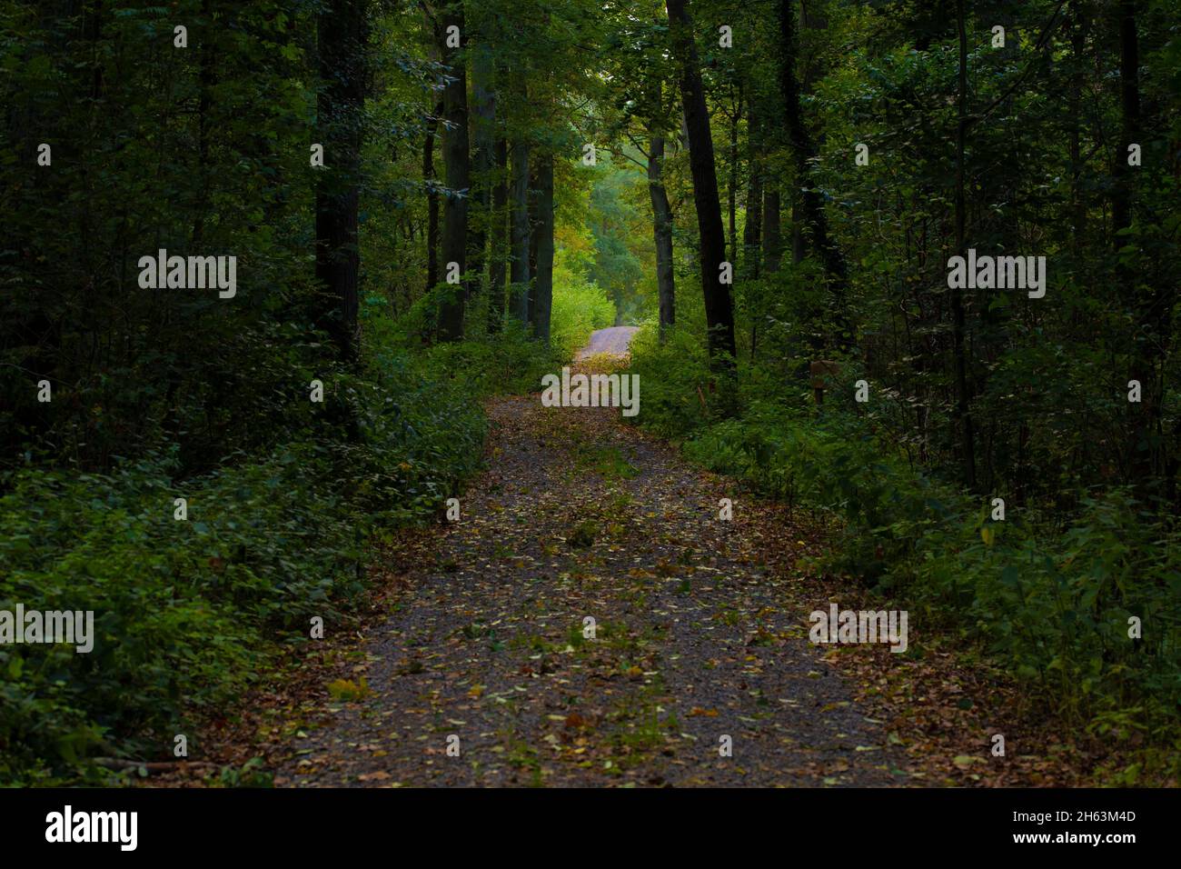 forest path at the beginning of autumn in a mixed forest,forest path ...
