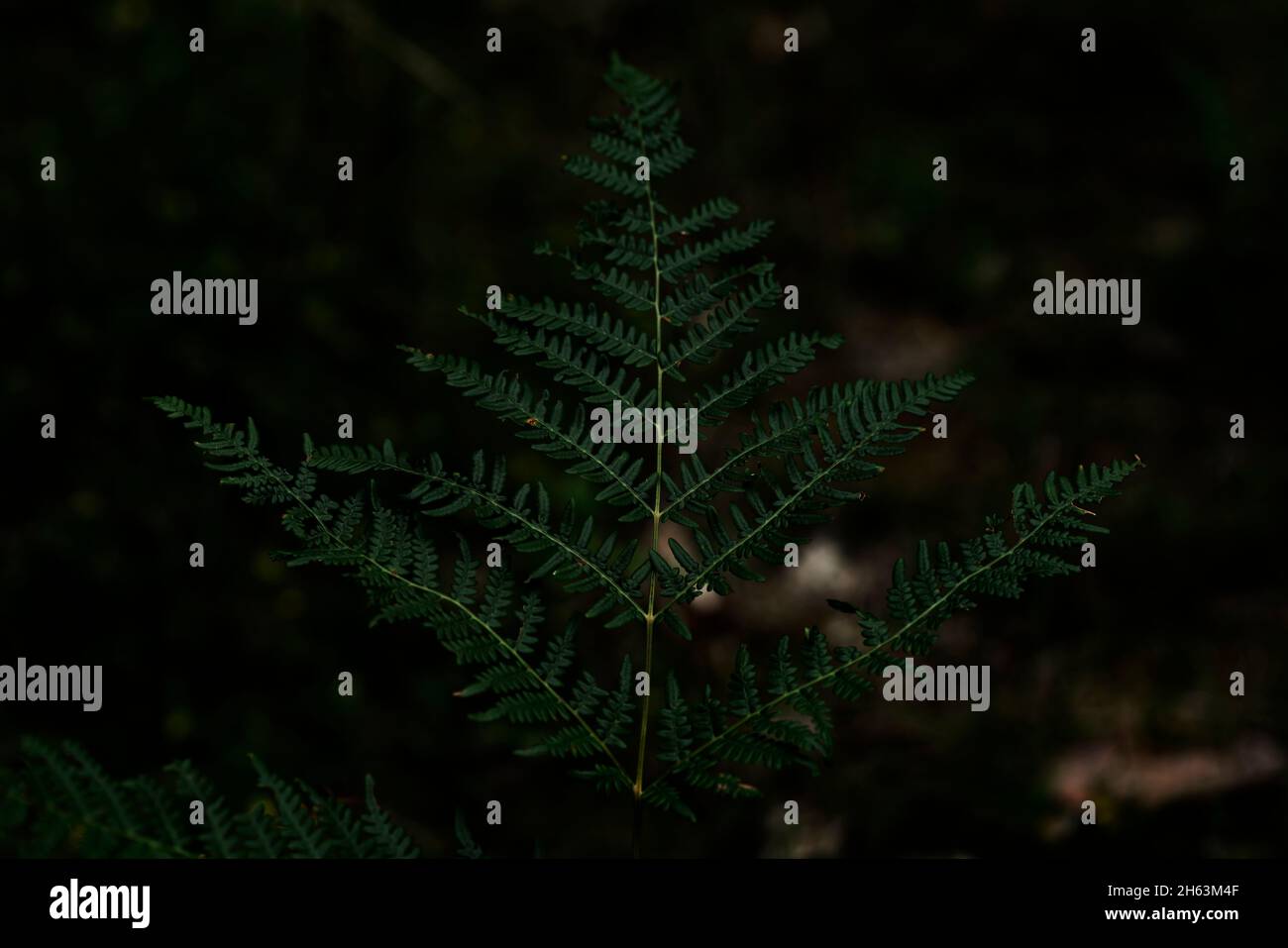 Backdrop of soft green plants hi-res stock photography and images - Alamy