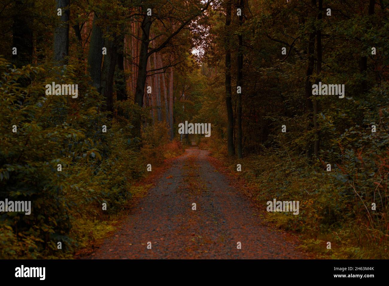 forest path at the beginning of autumn in a mixed forest,forest path ...