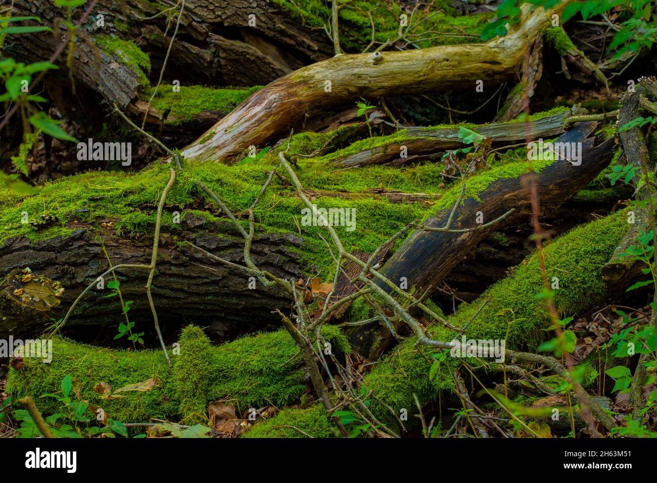 overturned dead oak trees in the forest,tree trunks overgrown with moss ...