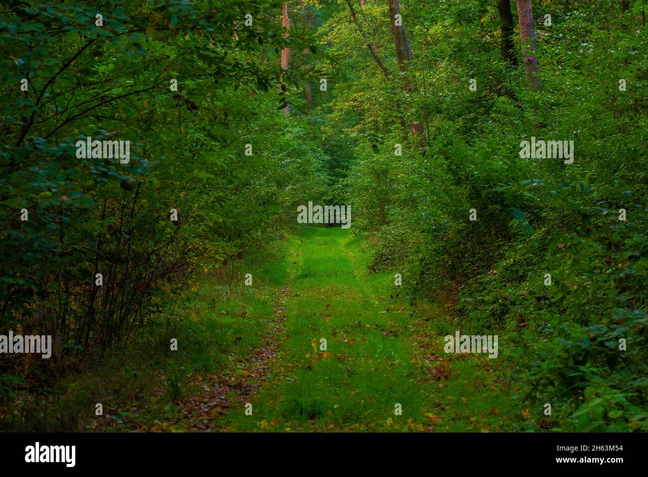 forest path at the beginning of autumn in a mixed forest,forest path ...