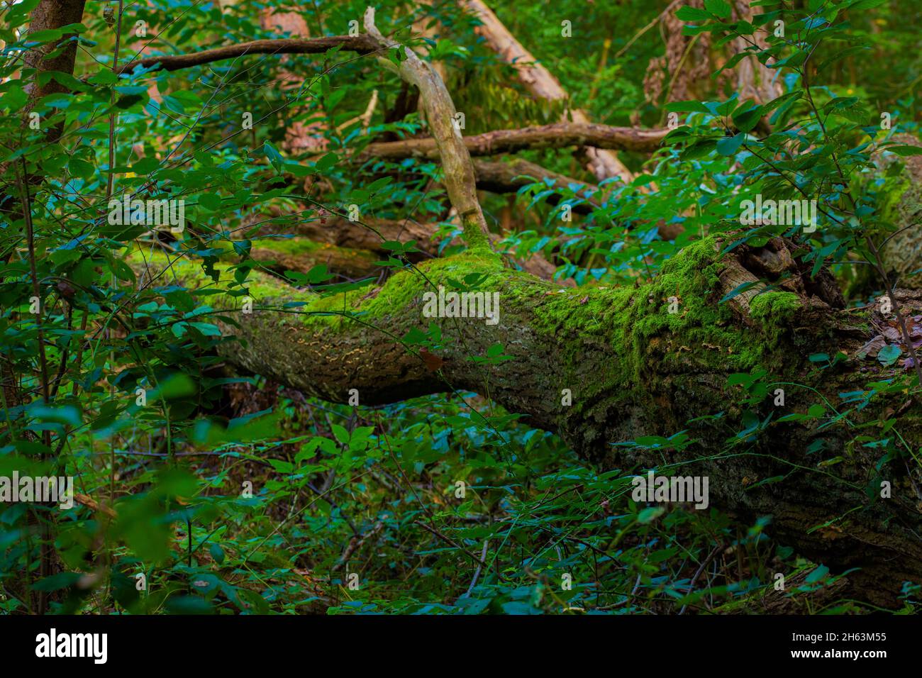 overturned dead oak tree in the forest,tree trunk overgrown with moss ...