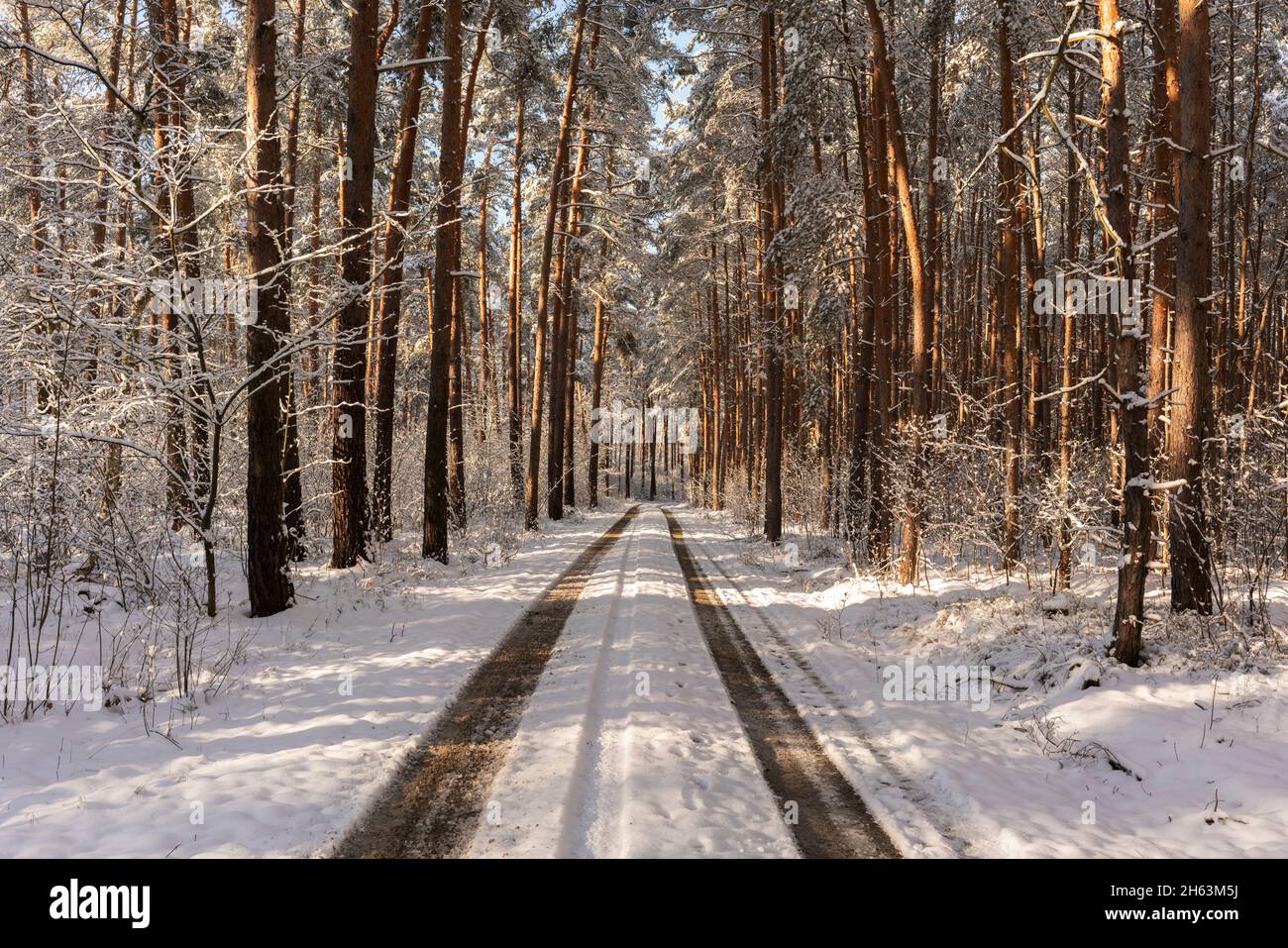 Trees light and shadows hi-res stock photography and images - Alamy