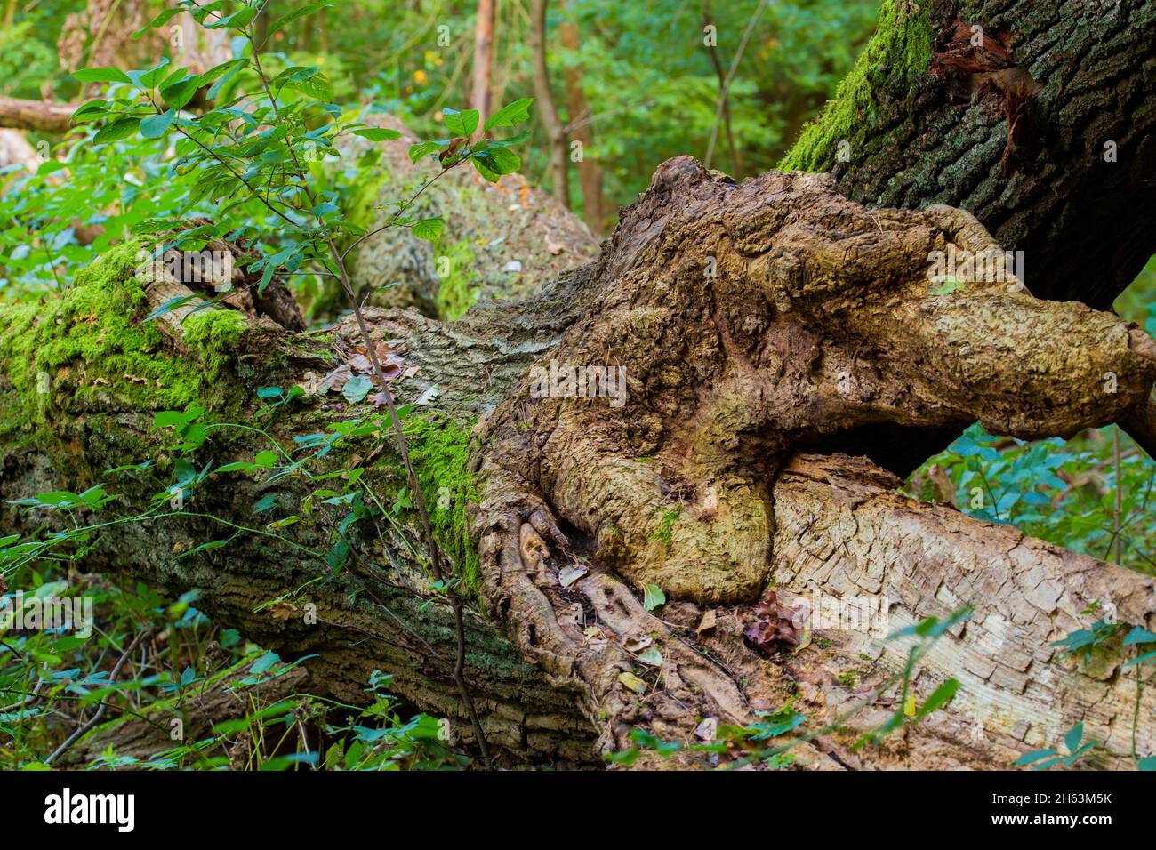 overturned dead oak tree in the forest Stock Photo - Alamy
