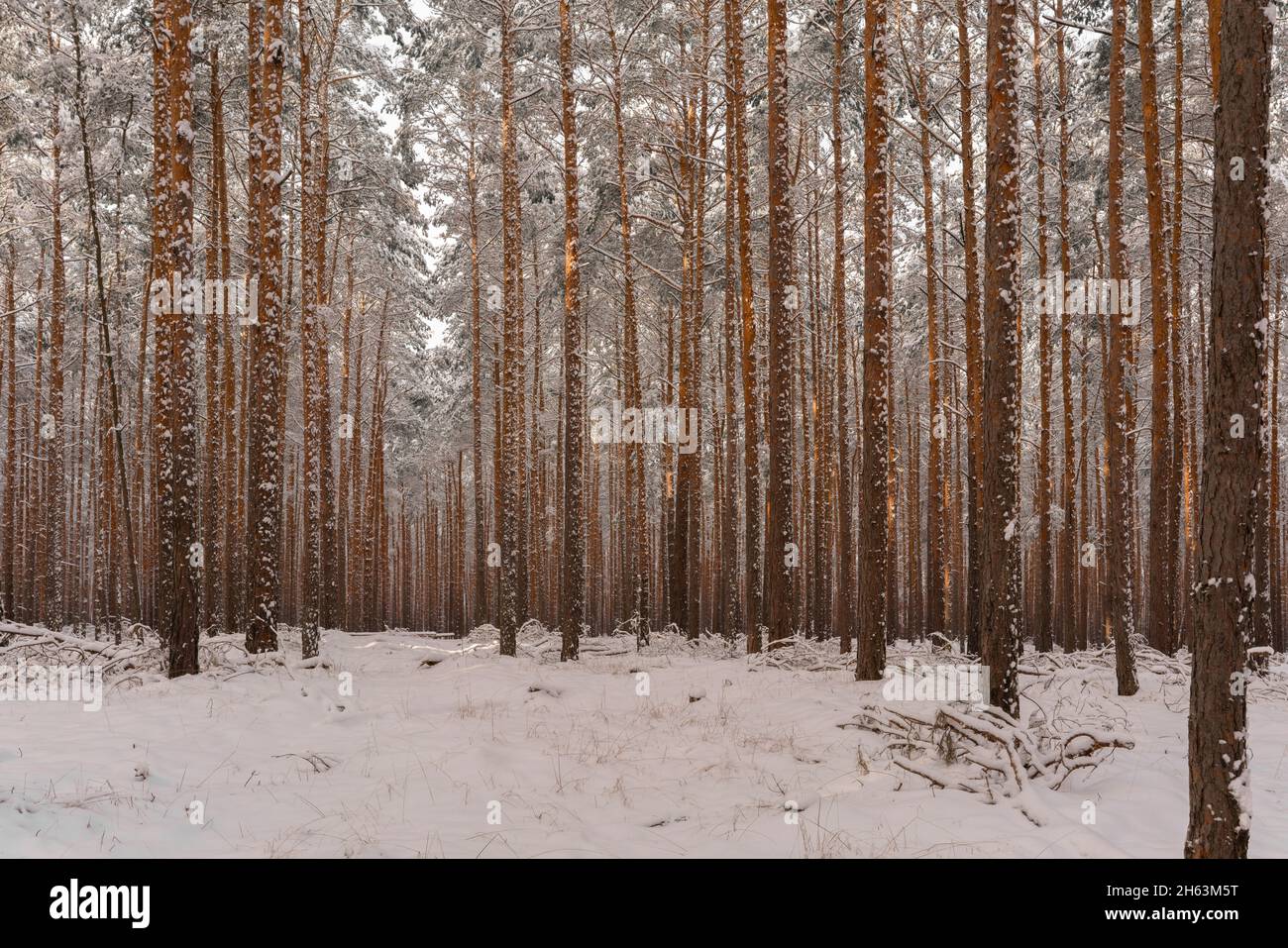 forest path in winter with lots of snow for hiking and walking,winter ...