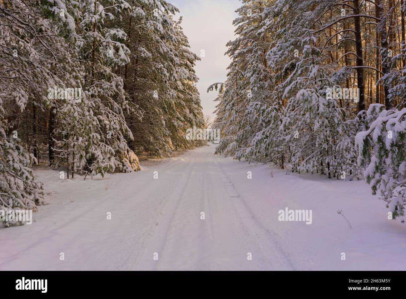 Snow covered forest road for forestry vehicles in a pine forest hi-res stock photography and ...