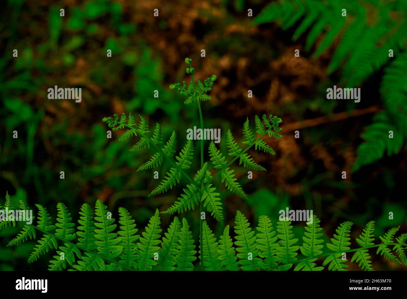 green fern in the forest,shallow depth of field,beautiful soft bokeh ...