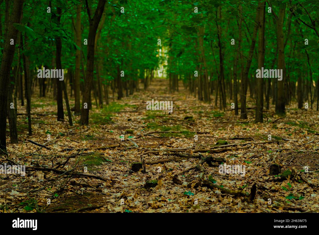 Small narrow forest path for hiking in young oak forest hi-res stock ...