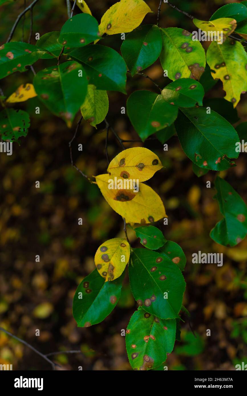 yellow discolored leaves in autumn on a small tree,vertical format ...