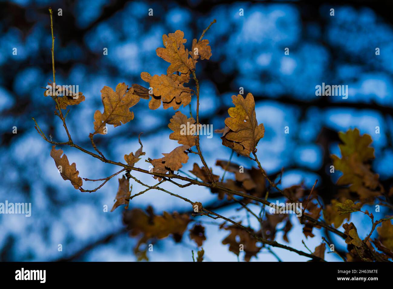 Dead discolored leaves in winter on an oak tree hi-res stock ...
