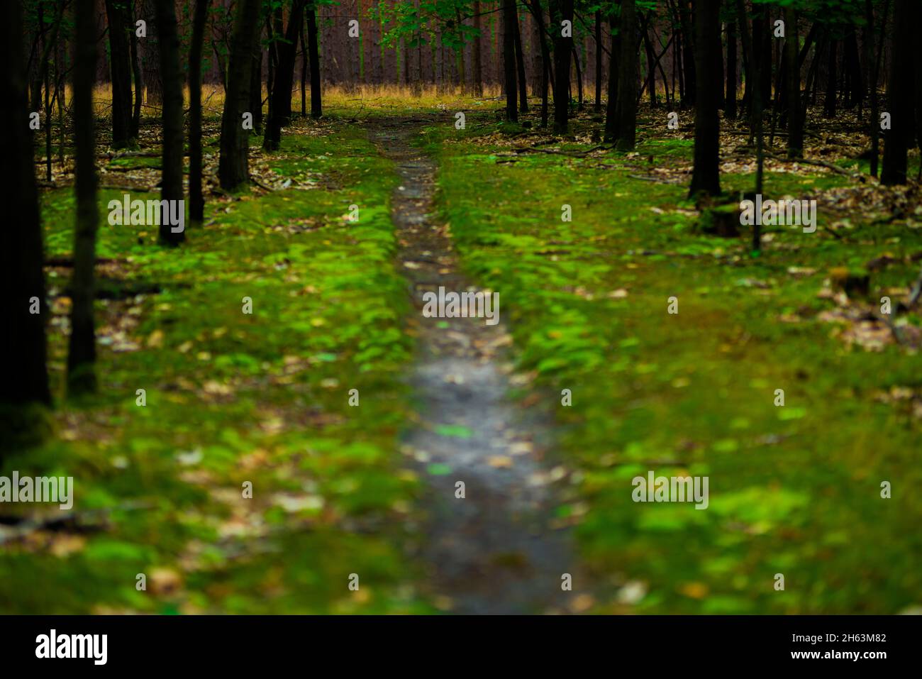 small narrow forest path for hiking in a young oak forest,forest path ...