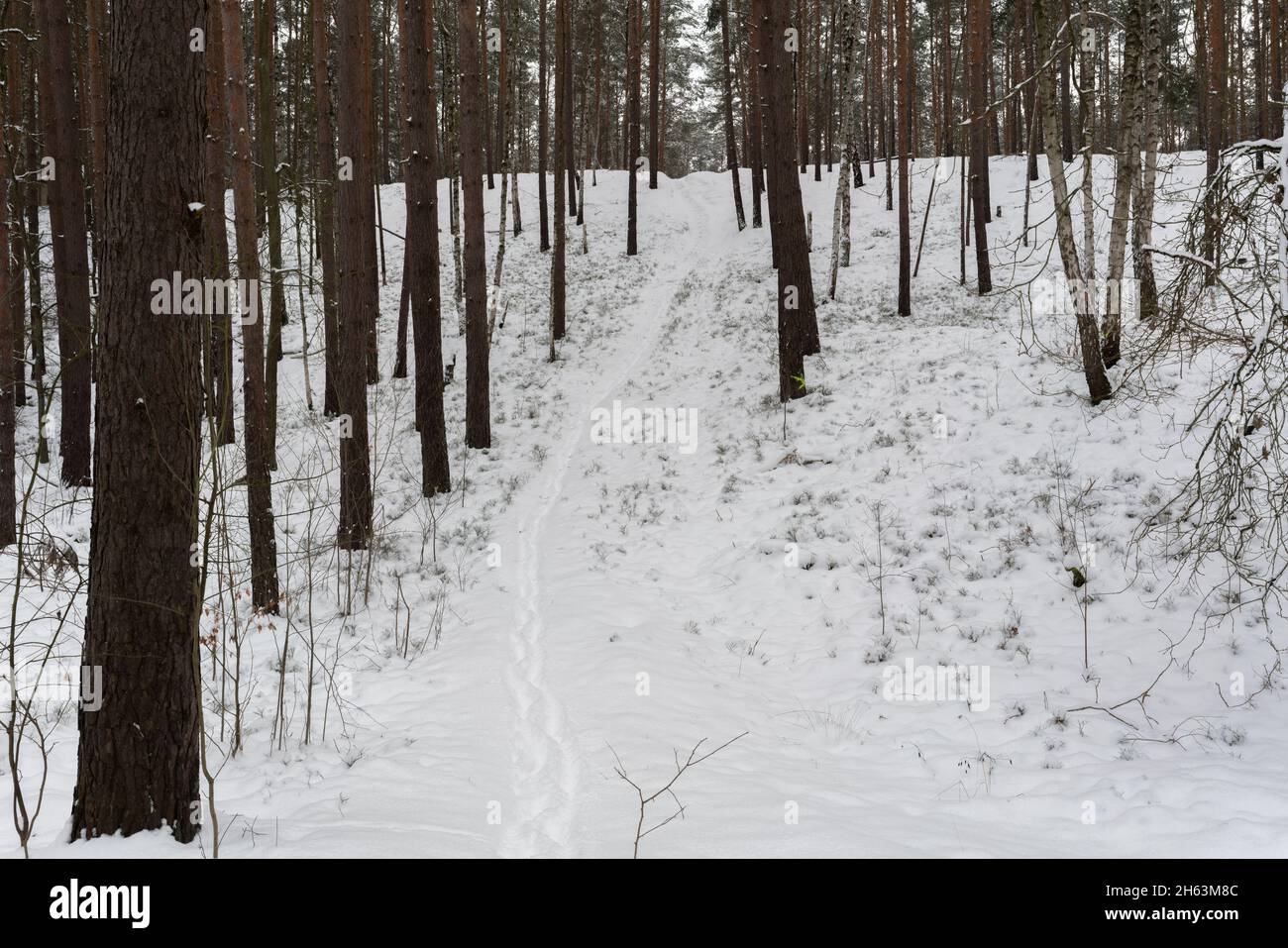 forest path in winter with lots of snow for hiking and walking Stock ...