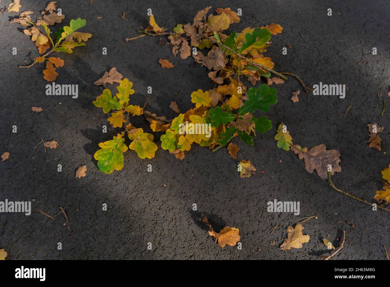 Discolored leaves in autumn on an oak tree hi-res stock photography and ...