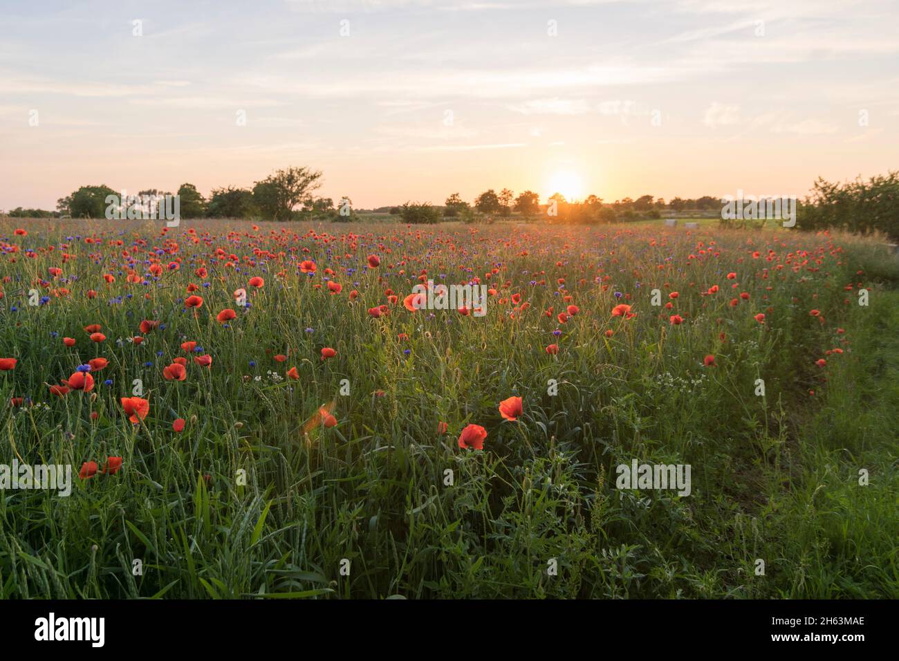 Sunset over a poppy field hi-res stock photography and images - Alamy