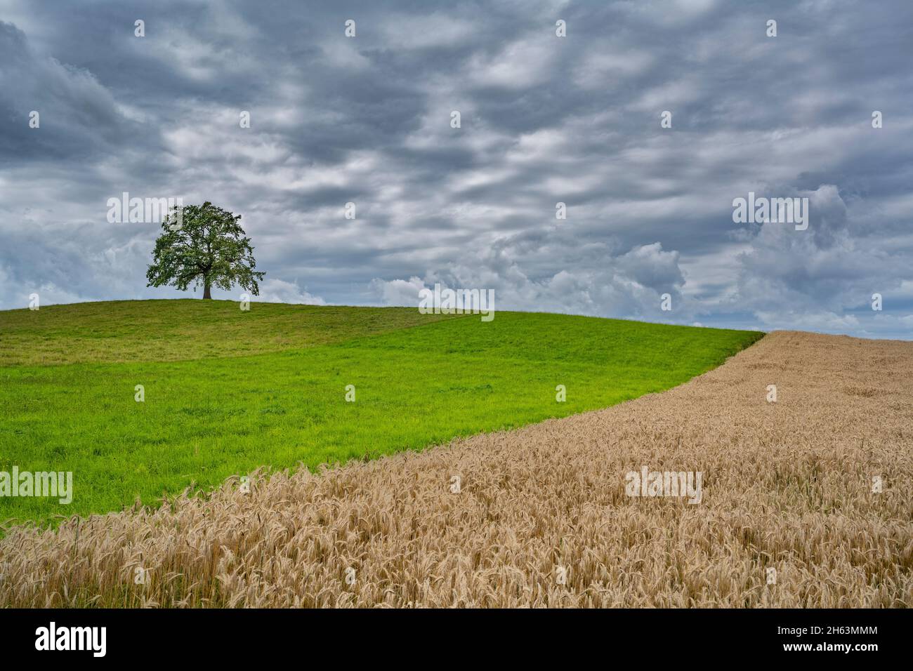 Tree of munsing hi-res stock photography and images - Alamy