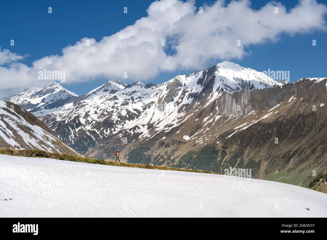 Northern spitz hi-res stock photography and images - Alamy